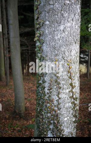 Ivy on the bark of a fir tree trunk in autumn Stock Photo - Alamy