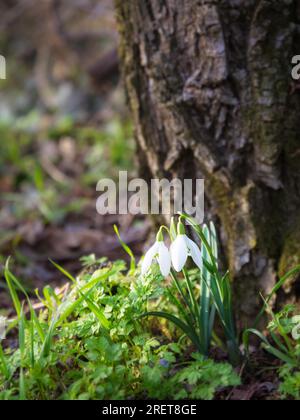 Snowtrops in spring on a tree trunk Stock Photo - Alamy