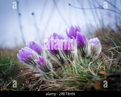 Pasqueflower group on a meadow in spring Stock Photo - Alamy
