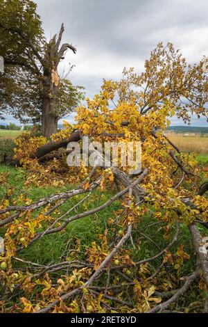 Cutted branch of a chestnut tree by storm Stock Photo - Alamy