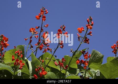 coccineus - Fire bean (Phaseolus) Show-off bean Stock Photo - Alamy