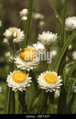 Ammobium alatum - Paper Button Sand Immortelle Winged everlasting Stock ...