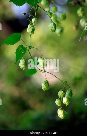Common hop (Humulus lupulus), Germany Stock Photo - Alamy
