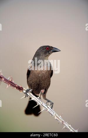 Bronzed Cowbird Molothrus aeneus young in nest of Bewick s Wren Brood ...