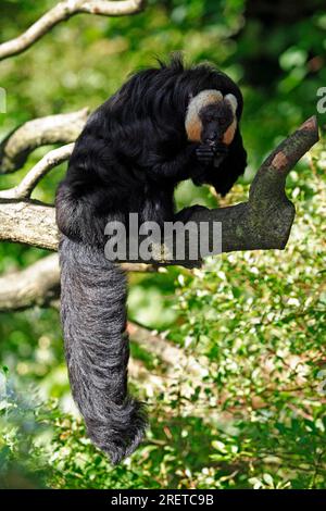 Pale-headed Saki, male (Pithecia pithecia Stock Photo - Alamy
