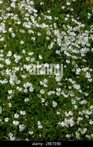 Alpine maiden (Silene quadrifida), Alpine damselfly Stock Photo - Alamy