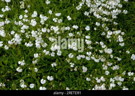 Alpine maiden (Silene quadrifida), Alpine damselfly Stock Photo - Alamy