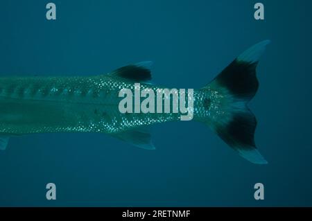 Great Barracuda, Sphyraena barracuda, Mangrove Ridge, West Waigeo, Raja ...