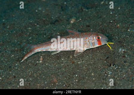 Sunda Goatfish, Upeneus sundaicus, Joleha dive site, Lembeh Straits ...