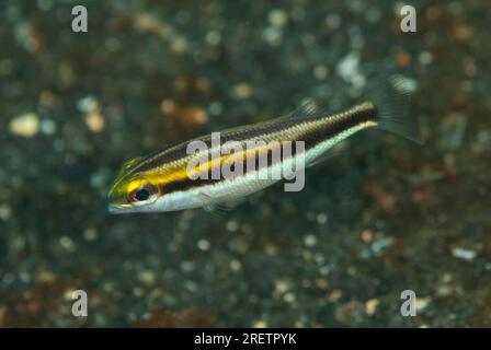 Sub-adult Peter's Monocle Bream, Scolopsis affinis, Joleha dive site ...
