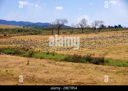 Magpie goose,Anseranas semipalmata,Anseranatidae, congregating in field ...