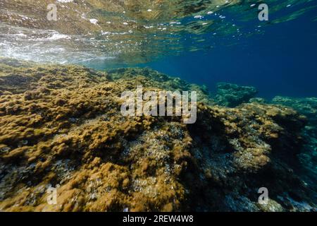 Massive coral reef with rough surface and seaweed under blue water of ...