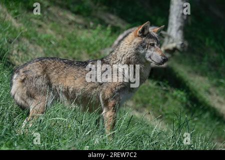 A legendary predator of the Alps, the Italian wolf (Canis lupus ...