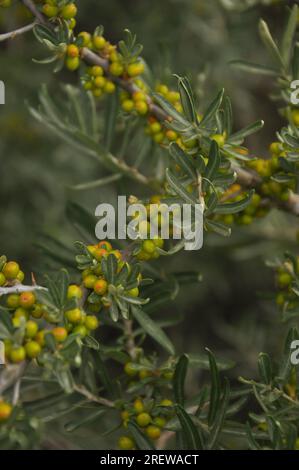Unripe Sea Buckthorn (Sea Berry) plant in Zanskar Valley, Ladakh, INDIA ...