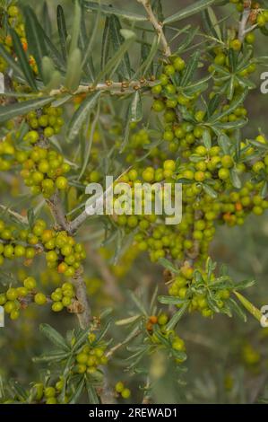 Unripe Sea Buckthorn (Sea Berry) plant in Zanskar Valley, Ladakh, INDIA ...