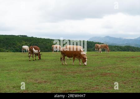 Cows and grassland. Photo in Yunnan, China Stock Photo - Alamy