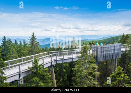 Forest canopy walkway footpath above treetops, outdoor adventure on ...