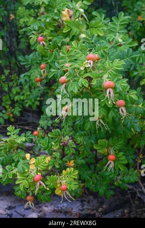 Rugosa Rose, Rosa rugosa, shrub along a Puget Sound beach, Olympic ...