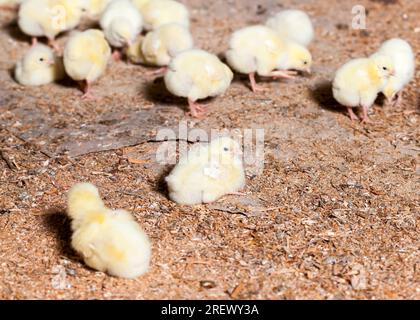 genetically enhanced white chicken chicks at a poultry farm where ...