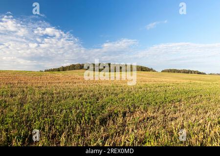 Cereals from organic cultivation Stock Photo - Alamy
