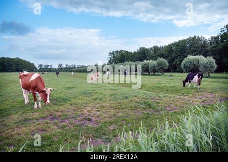 spotted cows in meadow and willows near leersum on utrechtse heuvelrug ...