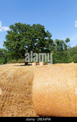 an agricultural field with an oak tree and haystacks after the wheat ...