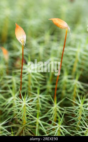 Common hair moss Stock Photo - Alamy