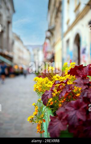 Flowers at Terrace street cafe in the Old Town of Riga in Latvia Stock ...
