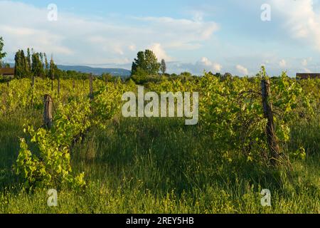 Green vineyard vine overgrown with tall grass, mountains in the ...
