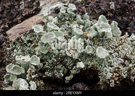 Cladonia coccifera (madame's cup lichen) is a fruticose, cup lichen ...