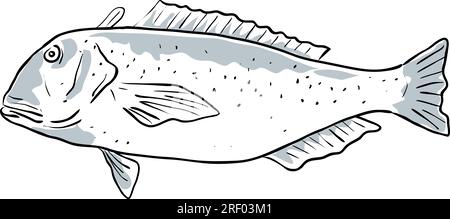Golden Tilefish Fish Gulf of Mexico Cartoon Drawing Stock Photo - Alamy