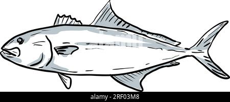 Greater Amberjack Seriola Dumerili Medregal Coronado Allied Kingfish ...