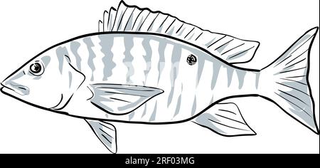 Mutton snapper Fish Gulf of Mexico Cartoon Drawing Stock Photo - Alamy