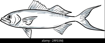 Queen snapper Fish Gulf of Mexico Cartoon Drawing Stock Photo - Alamy