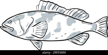 Red Grouper Fish Gulf of Mexico Cartoon Drawing Stock Photo - Alamy