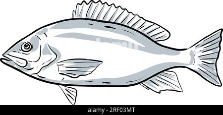Red Snapper or Lutjanus Campechanus Fish of the Gulf of Mexico Drawing ...