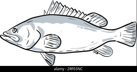 Warsaw grouper Fish Gulf of Mexico Cartoon Drawing Stock Photo - Alamy