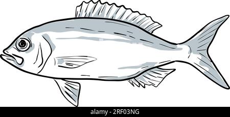 Cartoon style drawing sketch illustration of a Alabama shad or Alosa ...