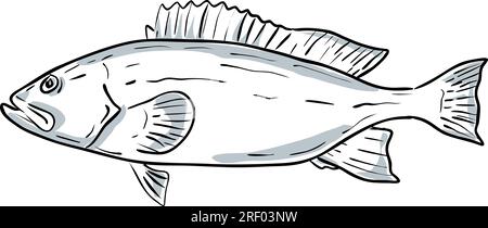 Black Grouper Fish Gulf of Mexico Cartoon Drawing Stock Photo - Alamy