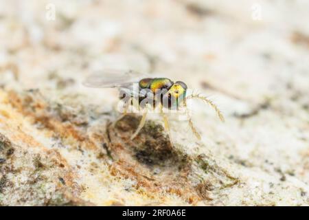 Encyrtid Wasp (Encyrtidae Stock Photo - Alamy