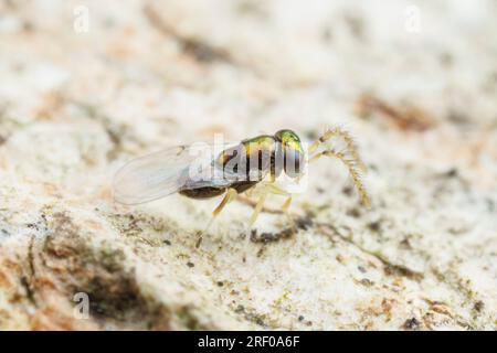 Encyrtid Wasp (Encyrtidae) - Male Stock Photo - Alamy