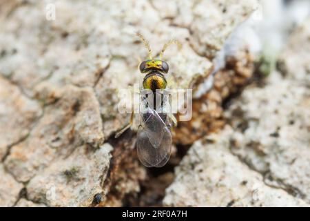 Encyrtid Wasp (Encyrtidae) - Male Stock Photo - Alamy