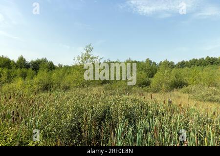 Swampy terrain with plants in summer, features of swamps with different ...