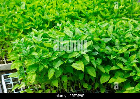 Rows of pots with bell peppers sprouts in greenhouse Stock Photo - Alamy