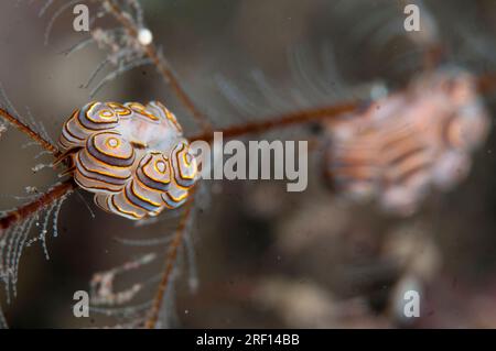 Donut Doto Nudibranch, Doto sp, on hydroid, Melasti dive site, Seraya ...