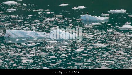 bald eagle standing on a floating iceberg in Akaska Glacier Bay ...