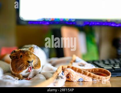 Front view of a tired Guinea pig laying on a blanket while stretching ...