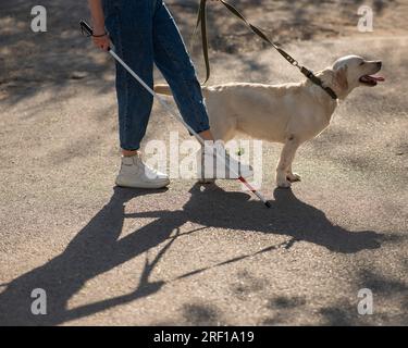 Guide dog walking close to his blind owner and helping her to cross a ...
