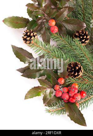 Winter holly berry mistletoe ivy fir background border frame on white ...
