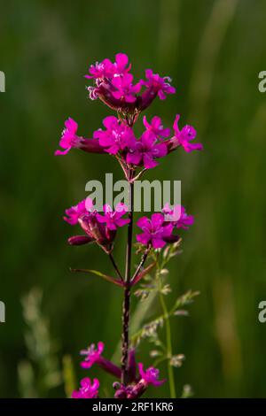 Viscaria vulgaris (clammy campion) wildflower bloom, Prokletije ...